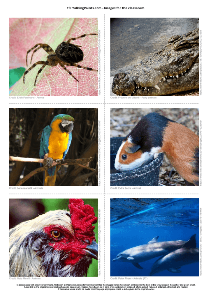 Animals – ESL Conversation Questions and Speaking Activities